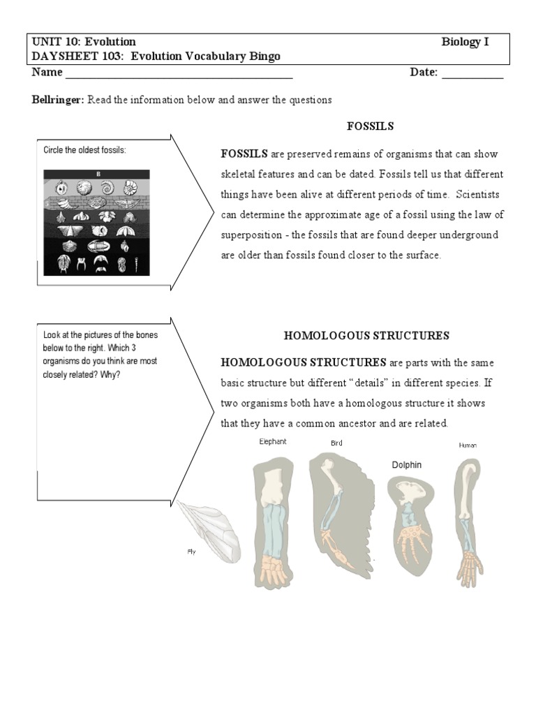 ds103 Evolution Vocabulary Bingo | PDF | Evolution | Zygosity