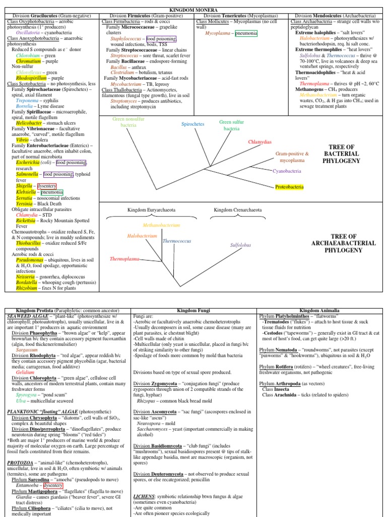 Classification Chart | PDF | Algae | Bacteria