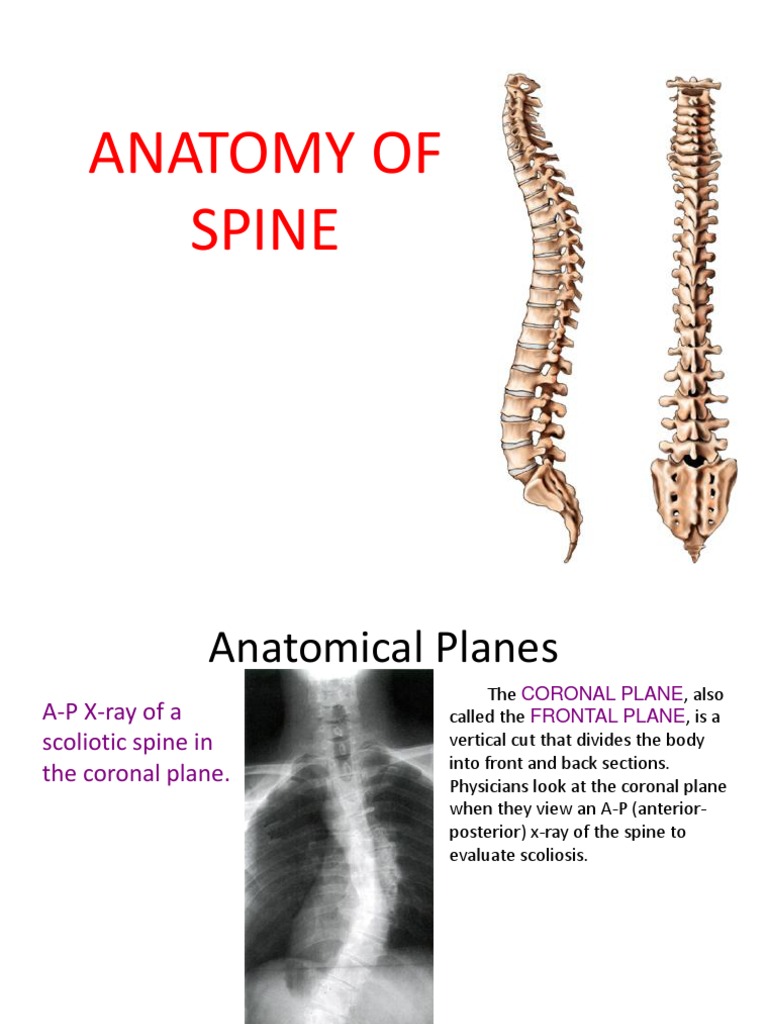 Anatomy of The Spine | PDF | Vertebra | Vertebral Column
