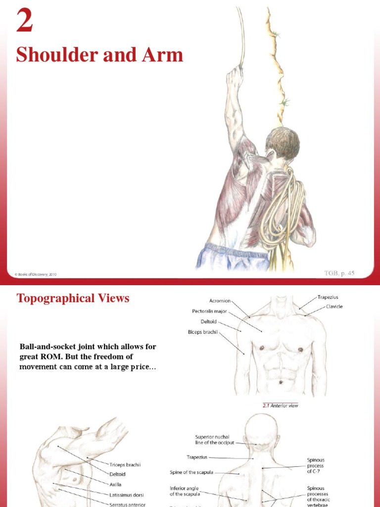 Shoulder Slides | PDF | Shoulder | Arm