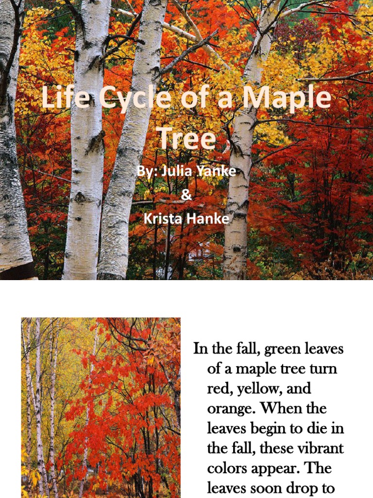 Life Cycle of A Maple Tree | PDF | Maple | Flowers
