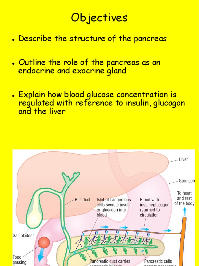 Regulation of Blood Glucose | Pancreas | Glycogen