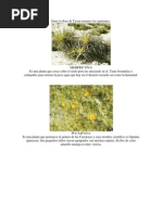 Ichu | PDF | Plantas | Horticultura y jardinería