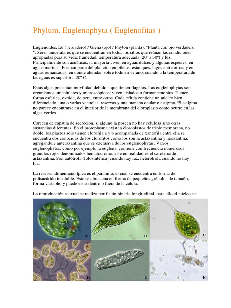 Análisis morfológico y reproductivo de las euglenas, algas unicelulares del phylum Euglenophyta ...