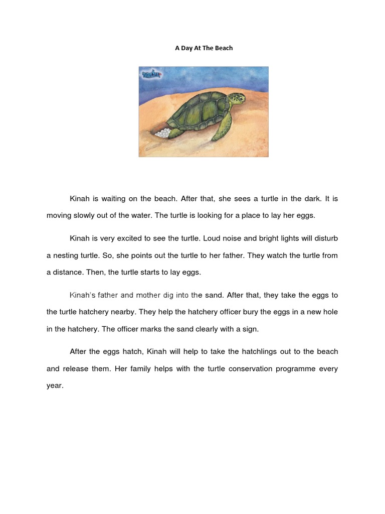 A Day at The Beach Text | PDF | Turtle | Beach
