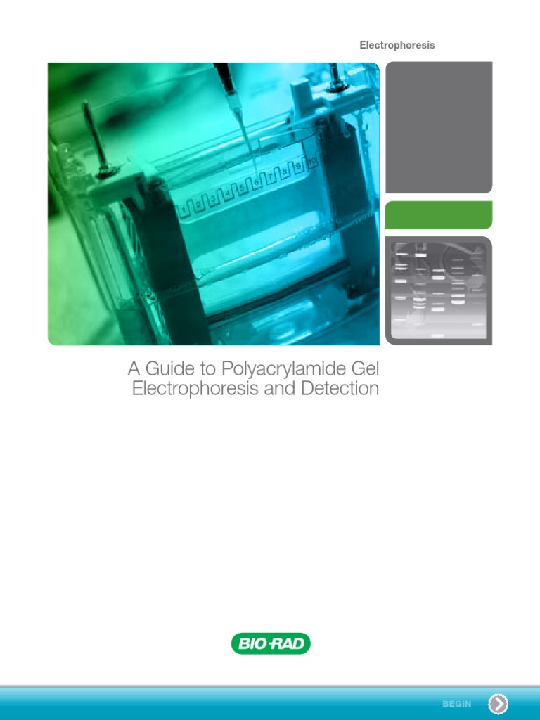 A Guide To Gel Electrophoresis | PDF | Gel Electrophoresis ...