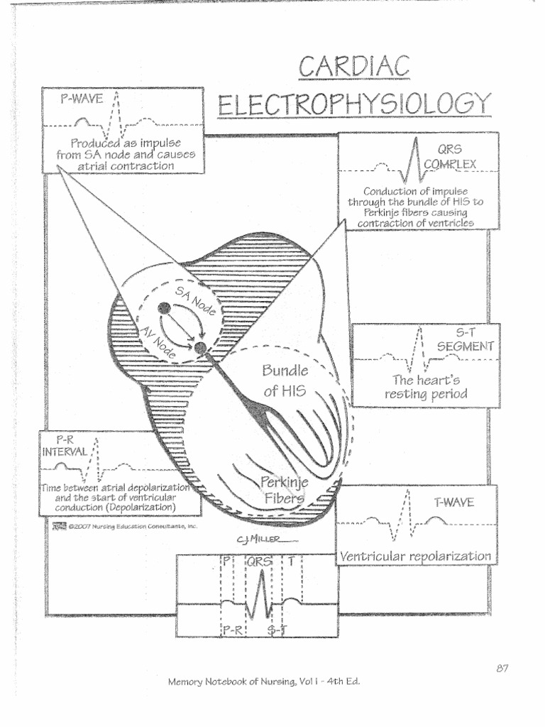 Cardiovascular | PDF