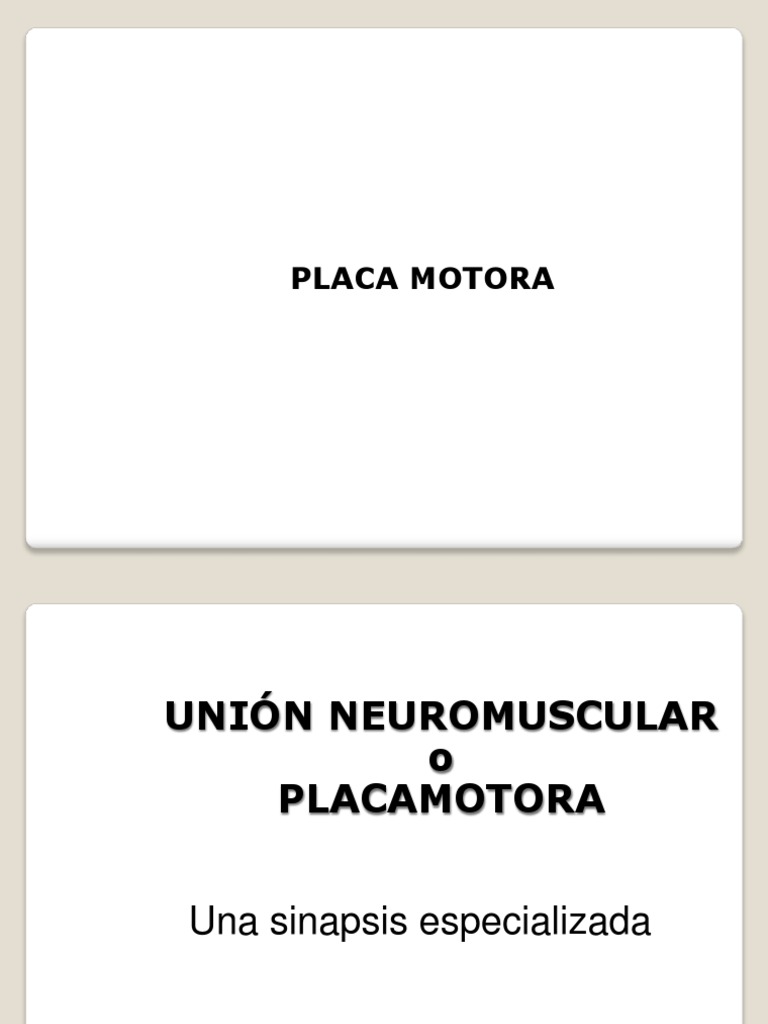Placa Motora | Descargar gratis PDF | Unión neuromuscular | Neurona motora