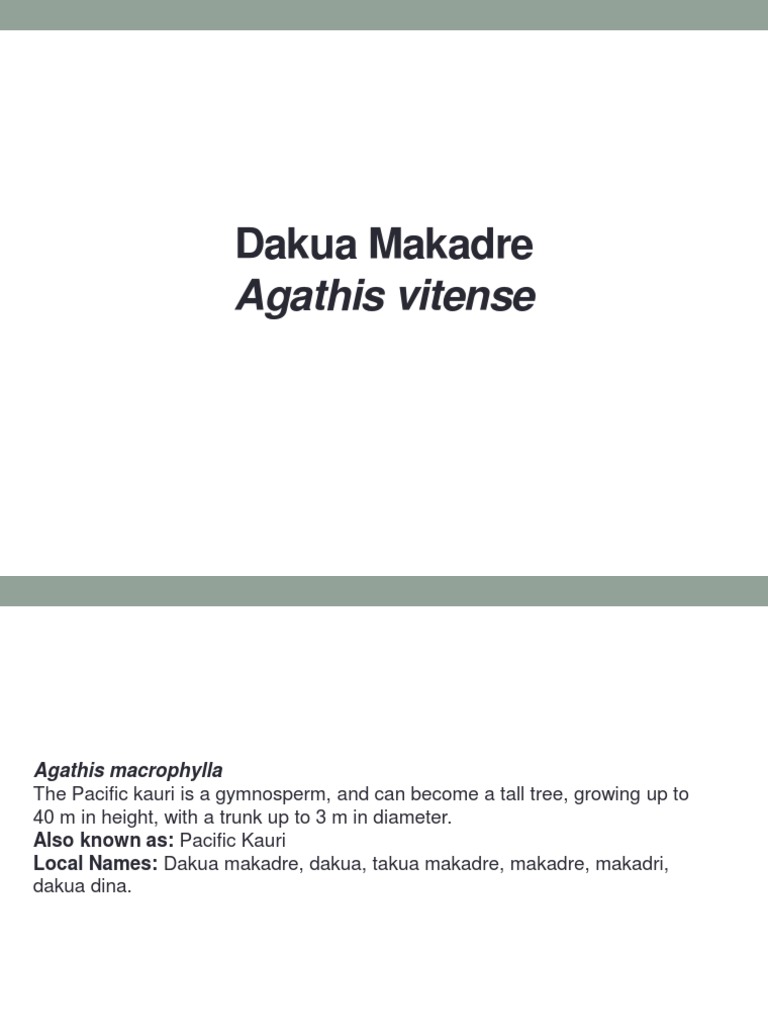 Dakua Makadre: Pacific Kauri Overview | PDF | Trees | Landscape ...
