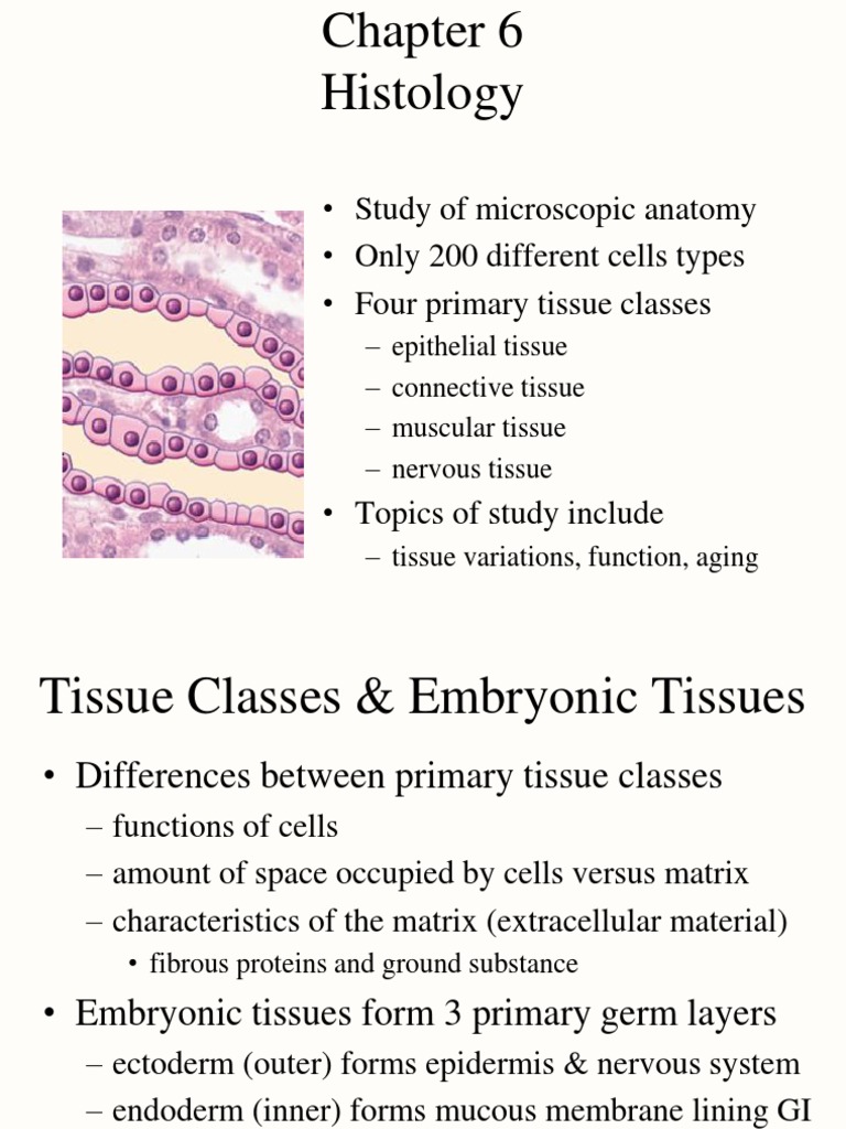 Study of Microscopic Anatomy - Only 200 Different Cells Types - Four ...