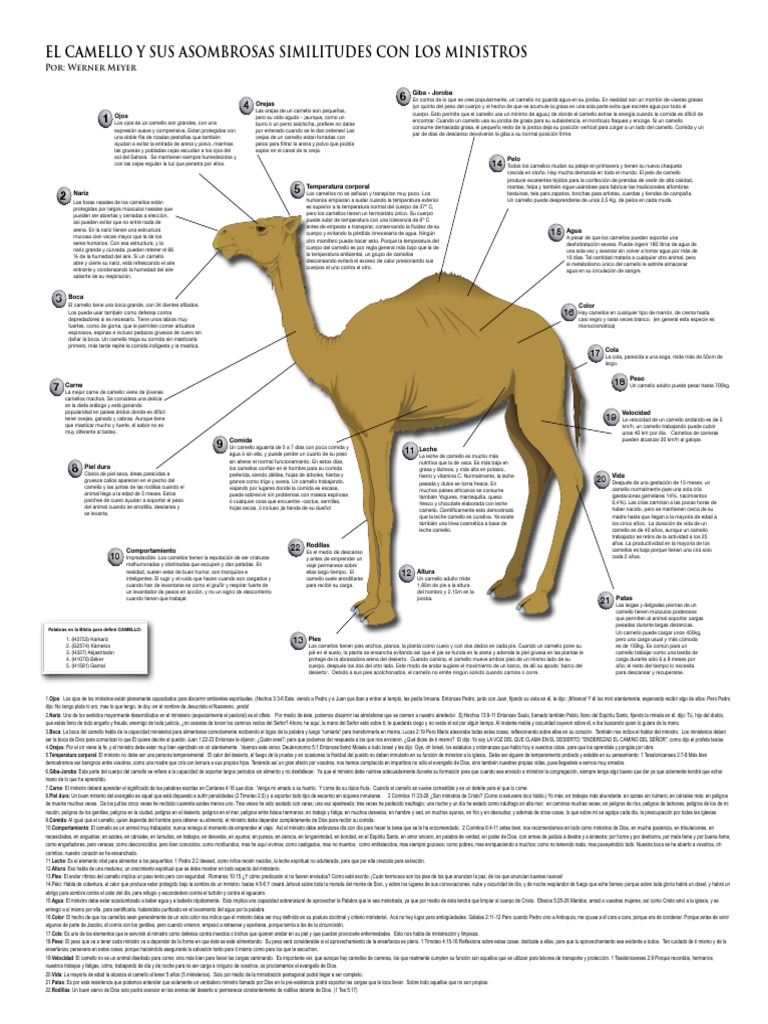 Características del camello y su anatomía | PDF | Camello | Leche