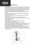 Clasificacion de Nassar | PDF