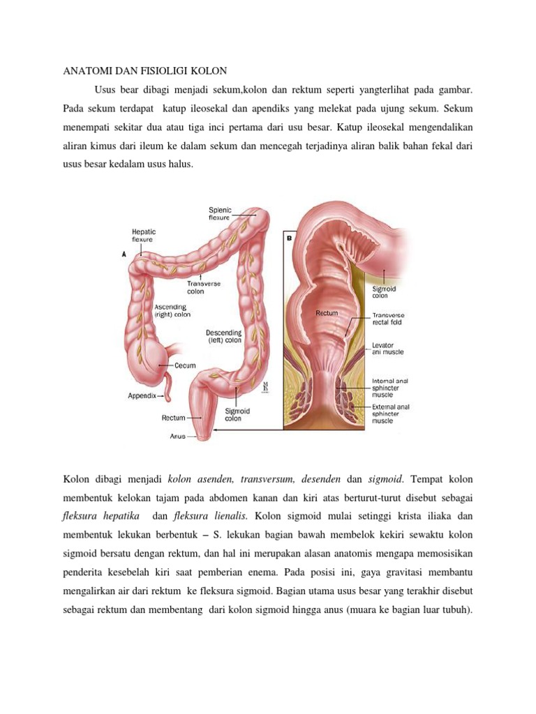 Anatomi Dan Fisioligi Kolon | PDF