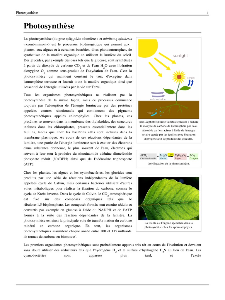 Photosynthèse | Photosynthèse | Sciences physiques