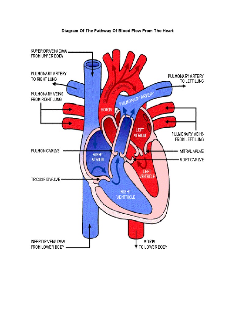 Diagram of The Pathway of Blood Flow From The Heart | PDF