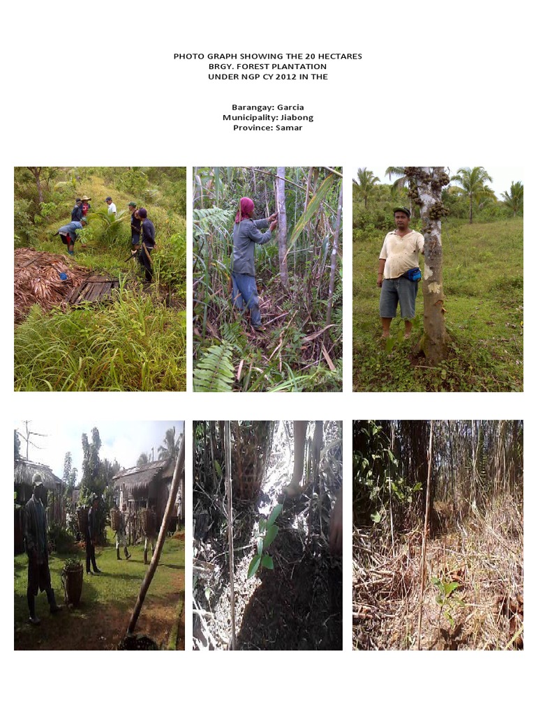 20 Hectare Forest Plantation in Samar | PDF