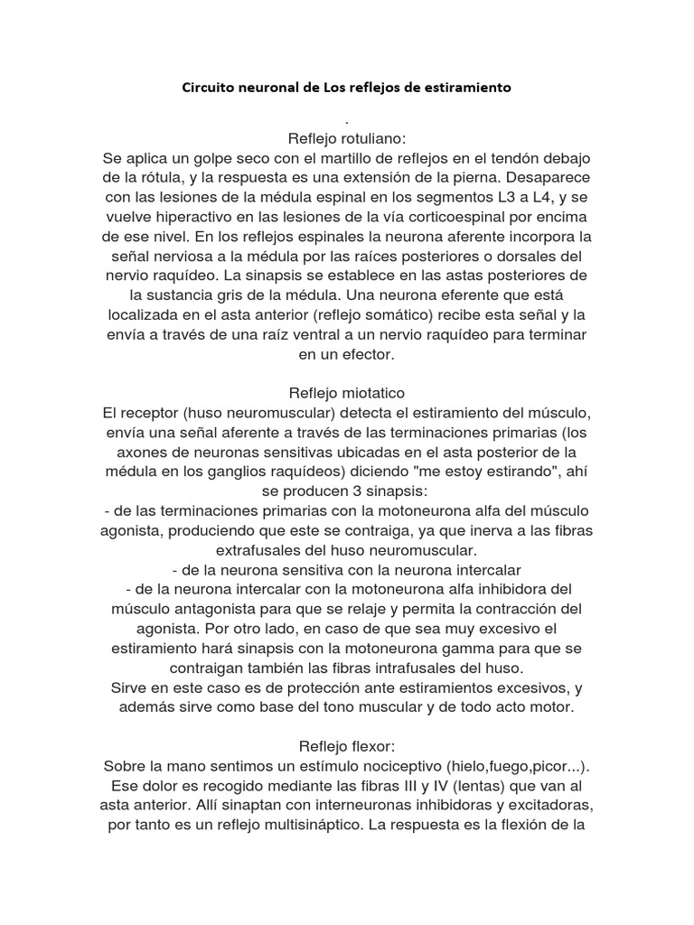 Circuito Neuronal de Los Reflejos de Estiramiento | PDF | Neurona ...
