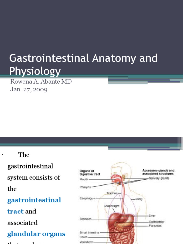 Gastrointestinal Anatomy and Physiology | PDF | Esophagus ...