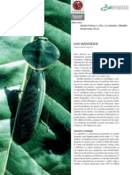 Qué Es Un Jején | PDF | Organismos | Naturaleza