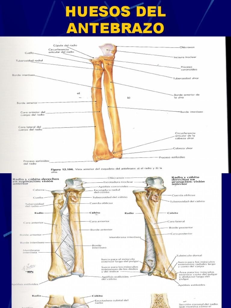 Anatomía y articulaciones del antebrazo | PDF