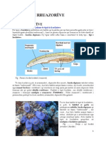 Biologji Riprodhimi Te Shtazët L.H | PDF