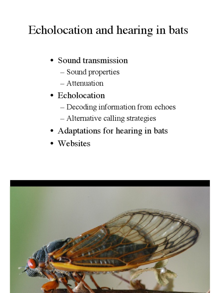 An In-Depth Exploration of Sound Properties, Echolocation Strategies in ...