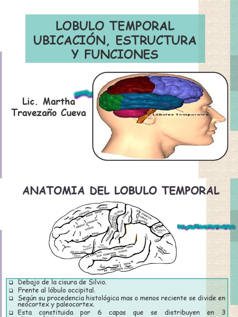 Anatomía y Funciones del Lóbulo Temporal | PDF | Memoria | Afasia
