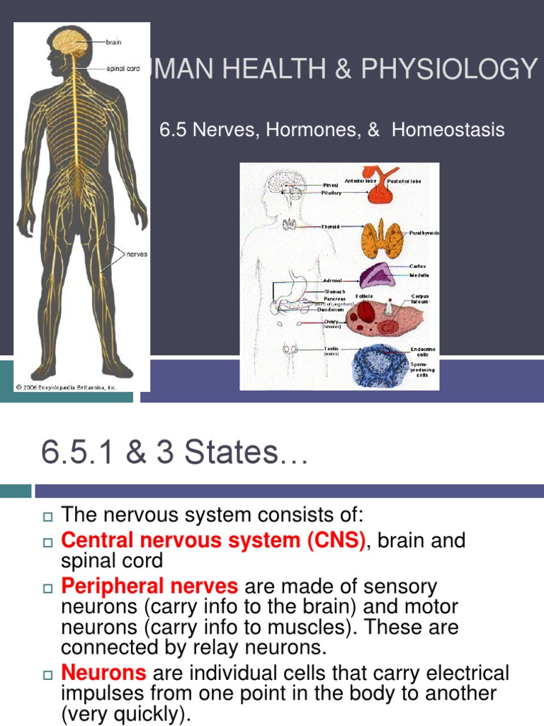 6 5 Nerves Hormones and Homeostasis | PDF | Neuron | Nervous System