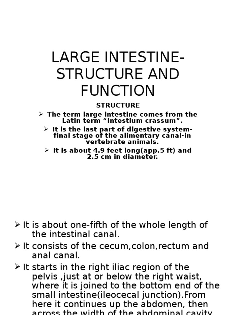 Large Intestine - Structure and Function | PDF | Large Intestine ...