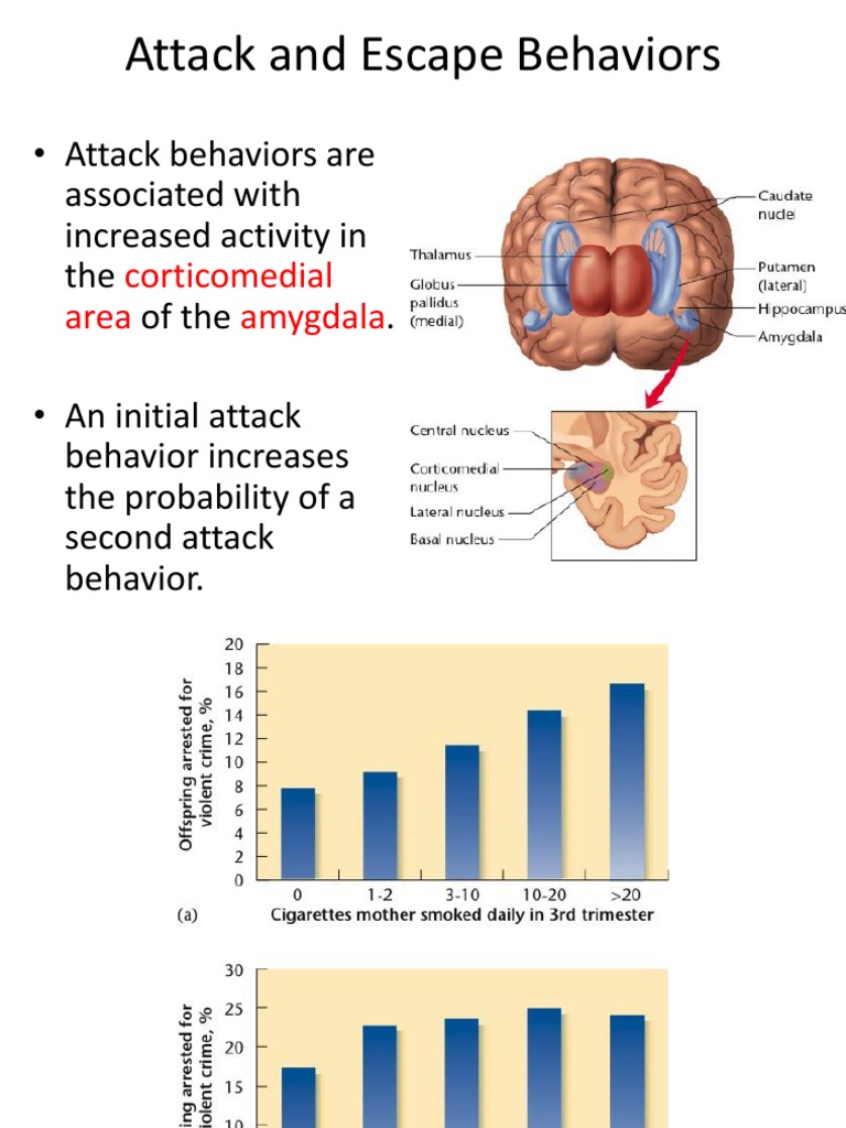 Physiological Psychology Attack and Escape Behaviours Lecture 25 Mar 17 ...