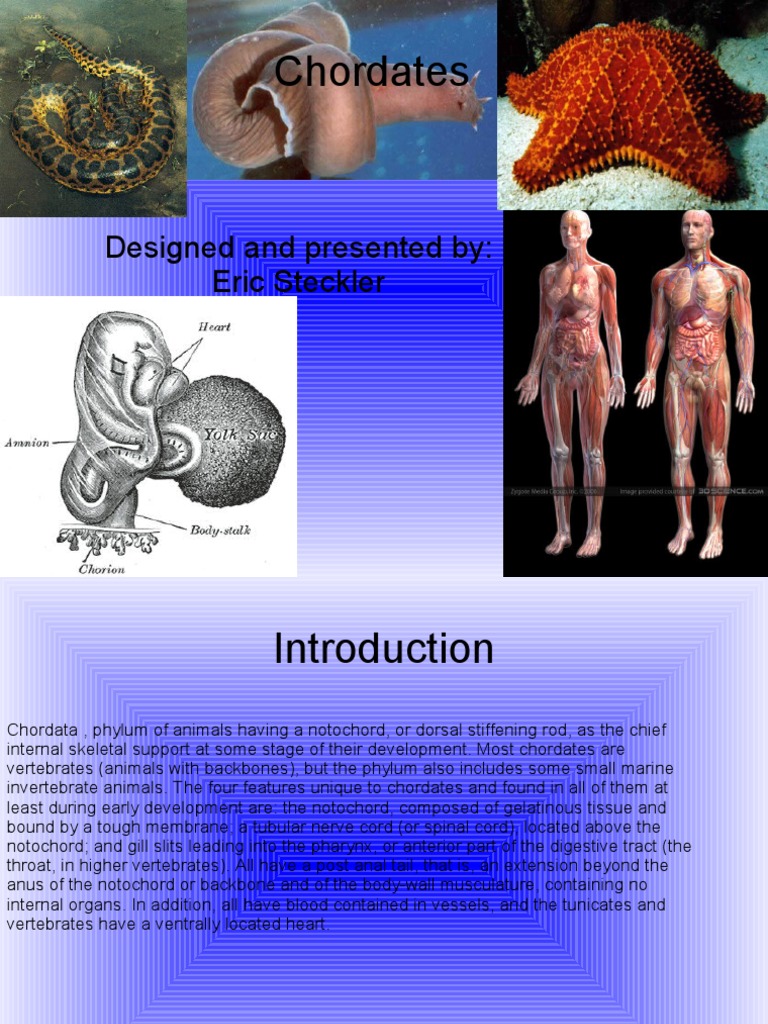 Biology Project | PDF | Nervous System | Vertebrates