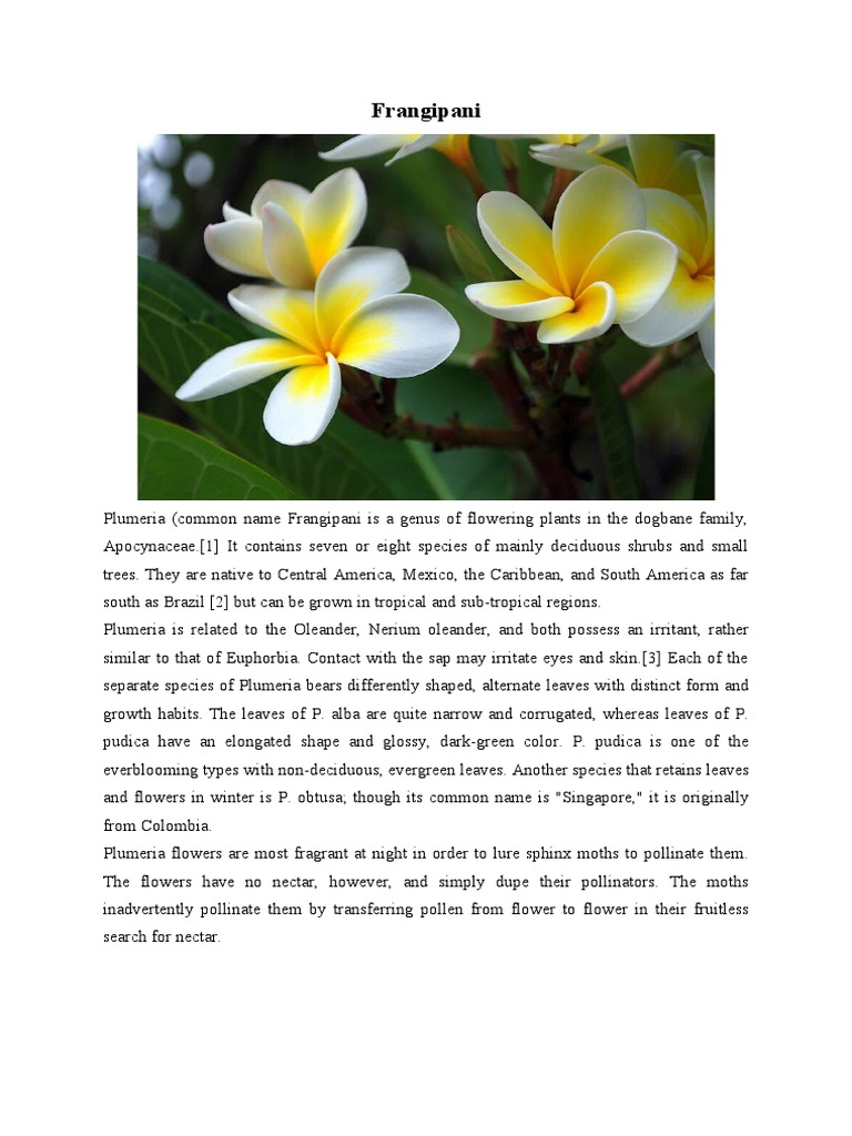 Frangipani | PDF | Plant Morphology | Branches Of Botany