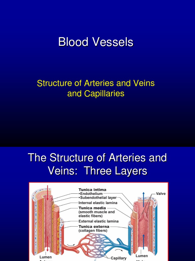 Blood Vessels: Structure of Arteries and Veins and Capillaries | PDF