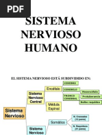 Cuadro Sinoptico Del Sistema Nervioso | PDF