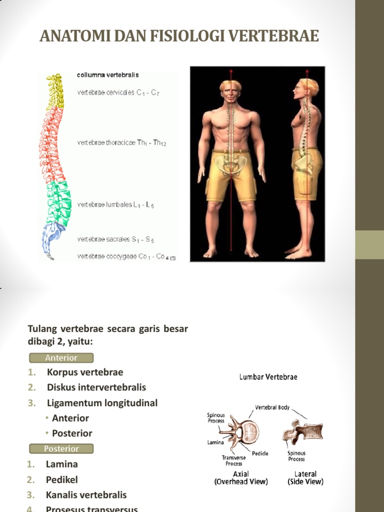 Anatomi Dan Fisiologi Vertebrae | PDF