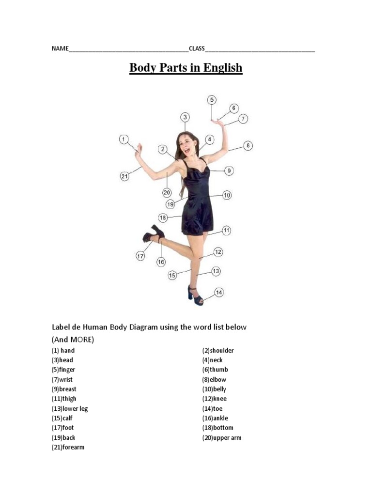 Human Body Parts Diagram Names