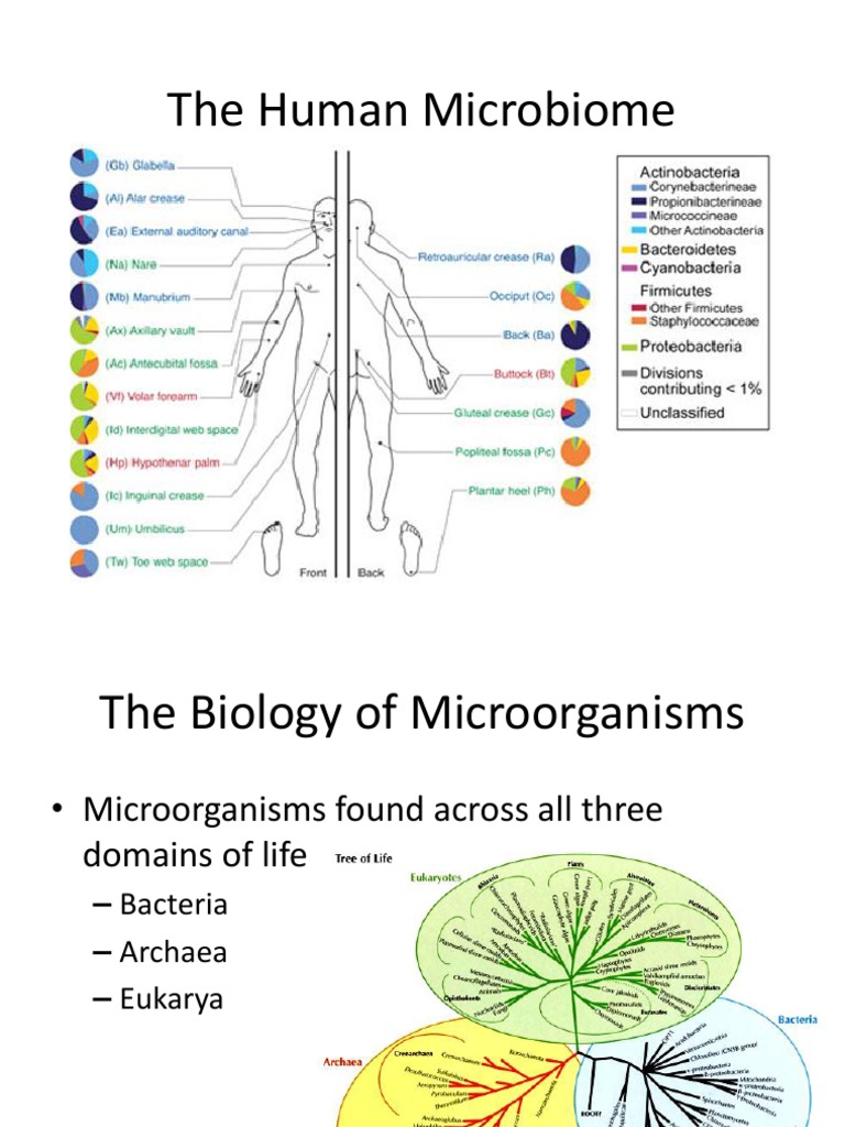 Human Microbiome Presentation | Microbiota | Microorganism
