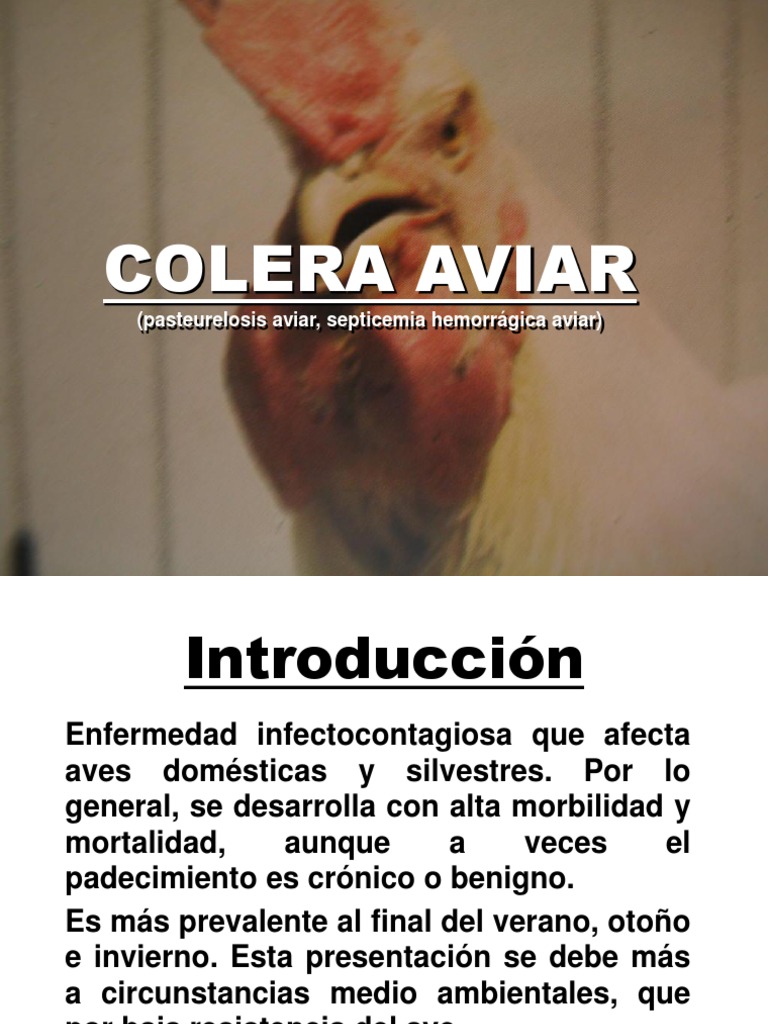 9 Colera Aviar | PDF | Inmunología | Microbiología