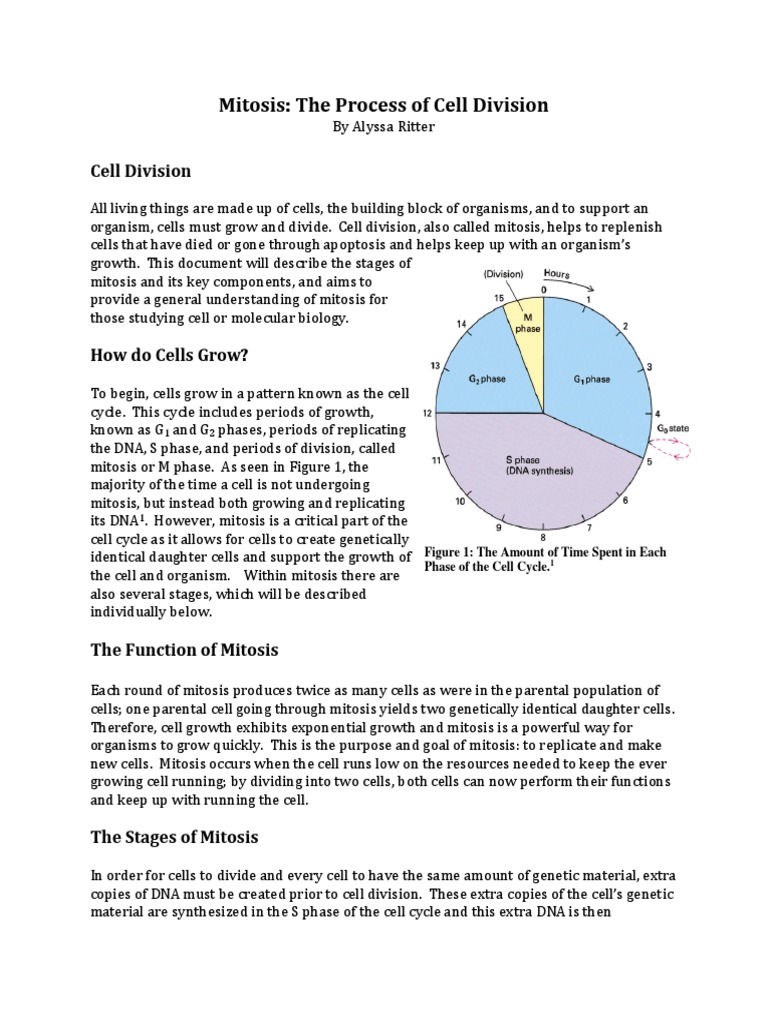 Technical Definition And Description Final Draft PDF Mitosis