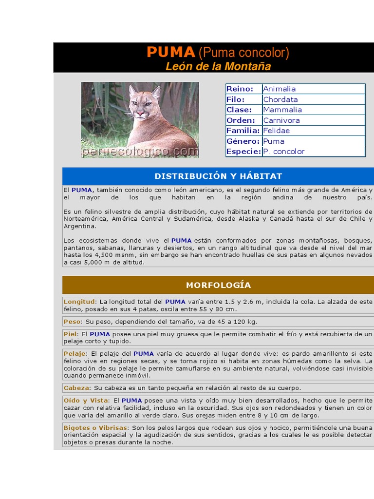 Puma | PDF | Puma | Felidae