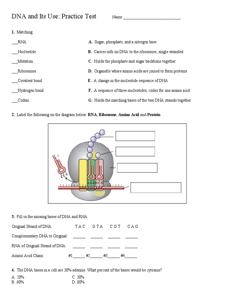 DNA and RNA Practice Test Guide | PDF