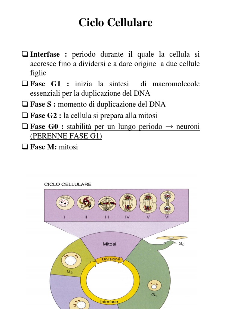 Ciclo Cellulare | Meiosis | Dna Replication