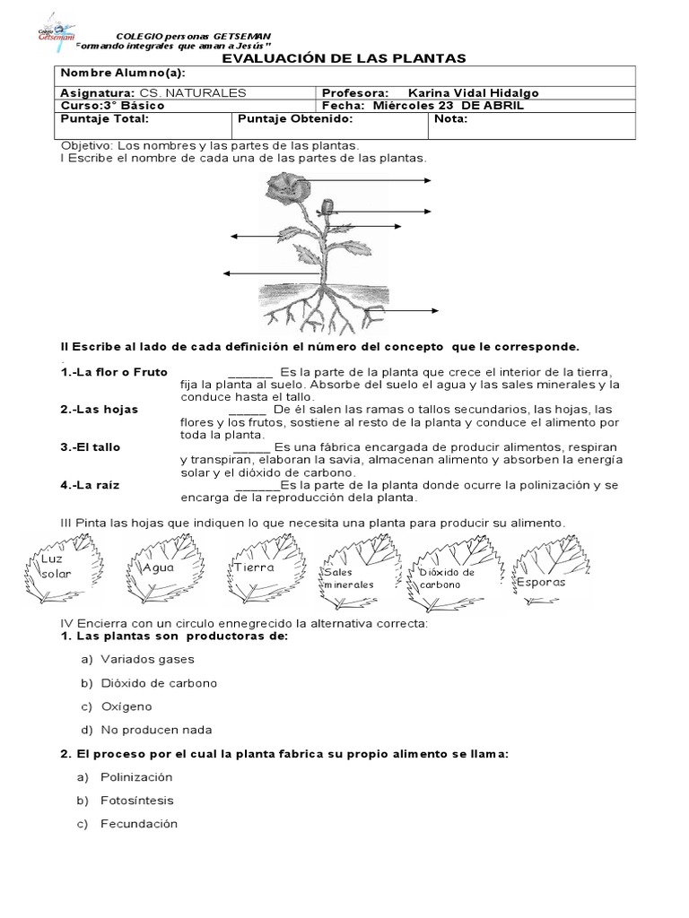 Evaluación de Las Partes de Las Plantas | PDF