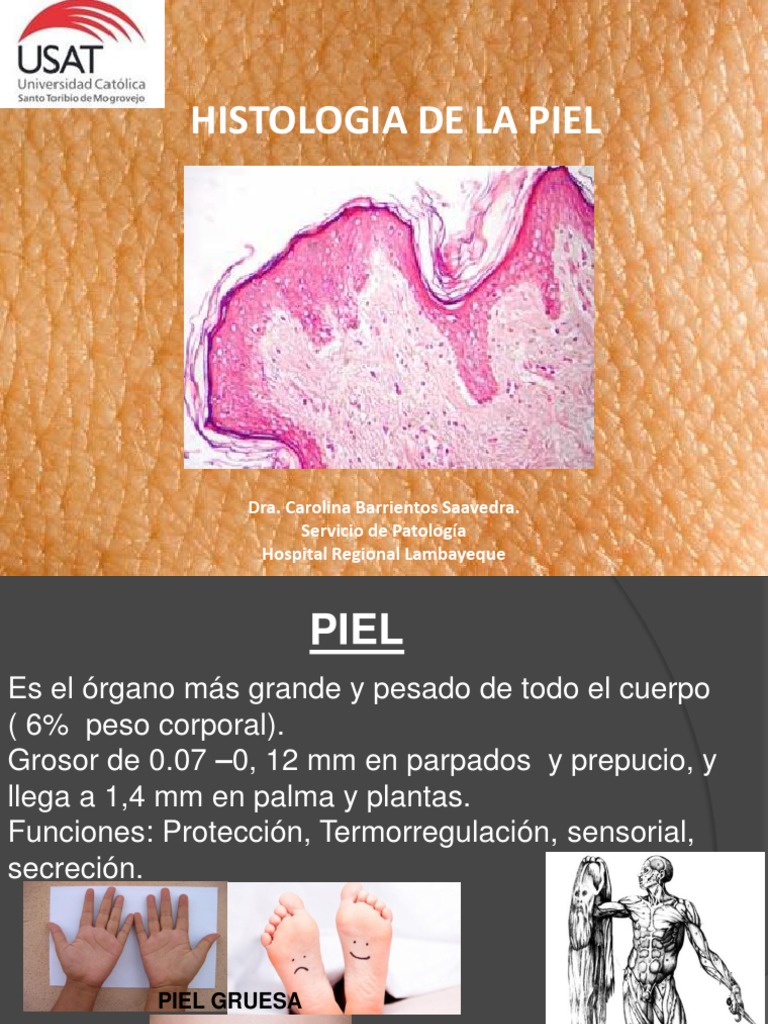 Histologia de Piel 1 | PDF | Piel | Epidermis