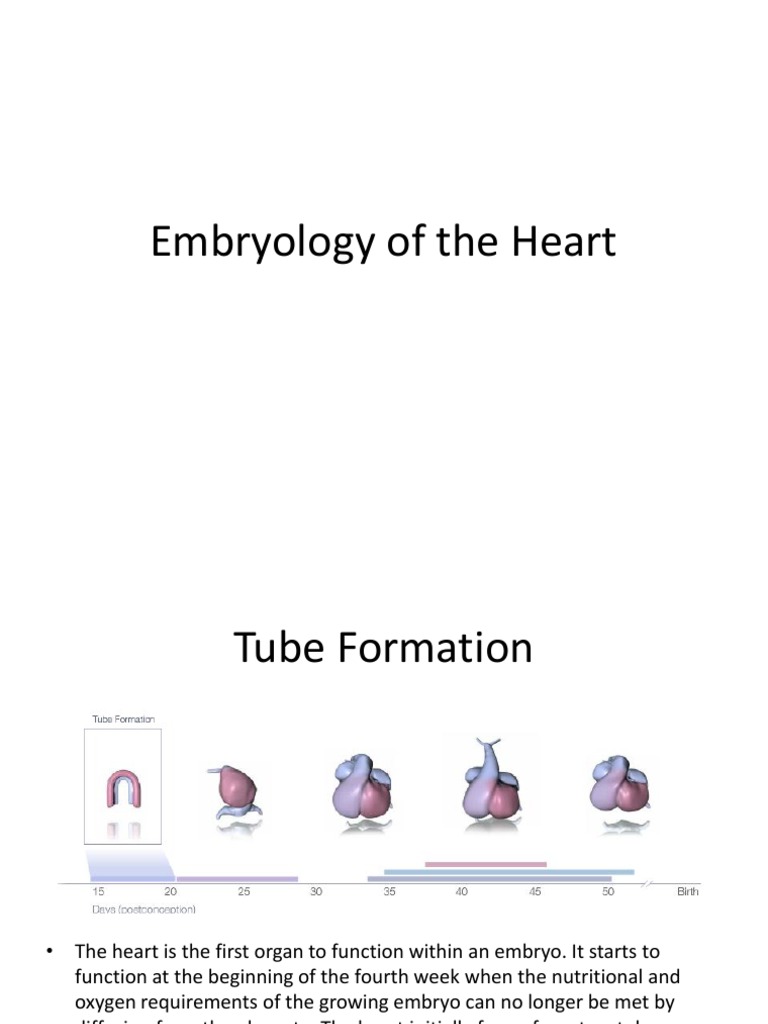 Embryology of The Heart | PDF | Heart Valve | Heart
