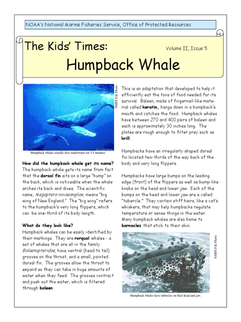 Humpback Whale Facts for Kids | PDF | Social Science