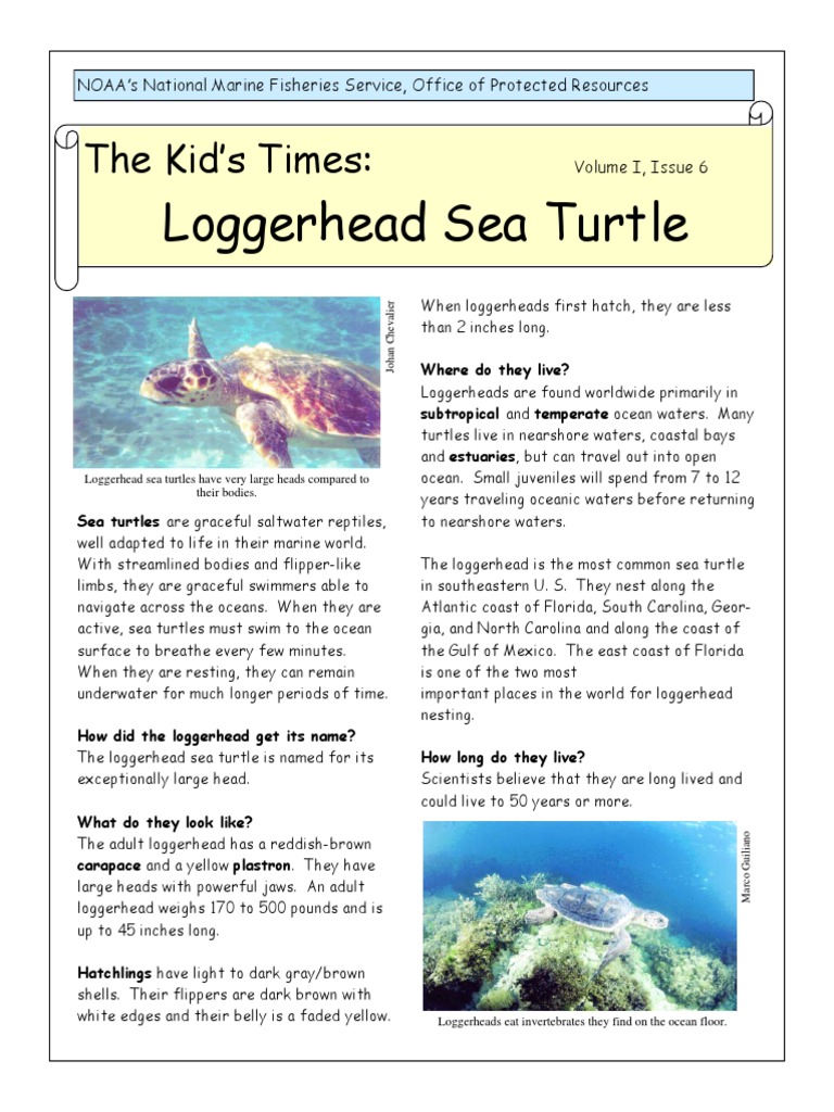 Kids Times Turtle Loggerhead | PDF | Sea Turtle | Turtle
