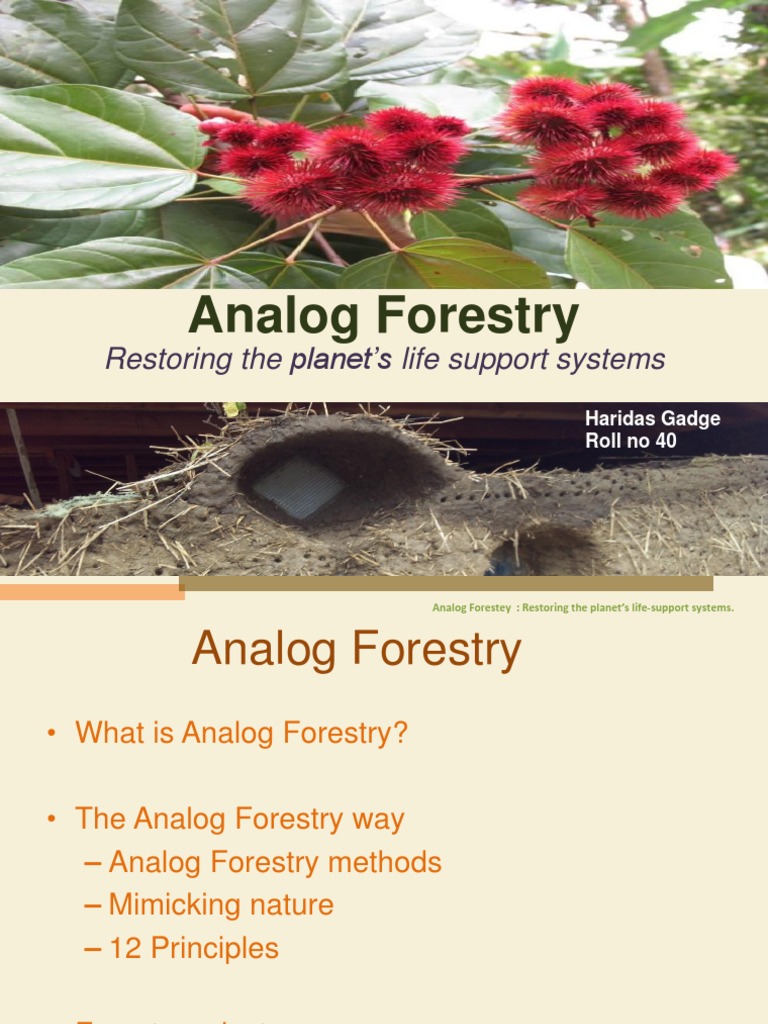 Analog Forestry: Ecological Restoration Guide | PDF | Forestry | Restoration Ecology