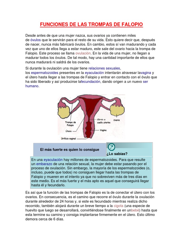 Funciones de las Trompas de Falopio | PDF | Útero | El embarazo