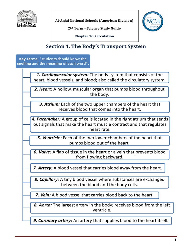 7th Grade Circulatory System Guide | PDF | Circulatory System | Heart